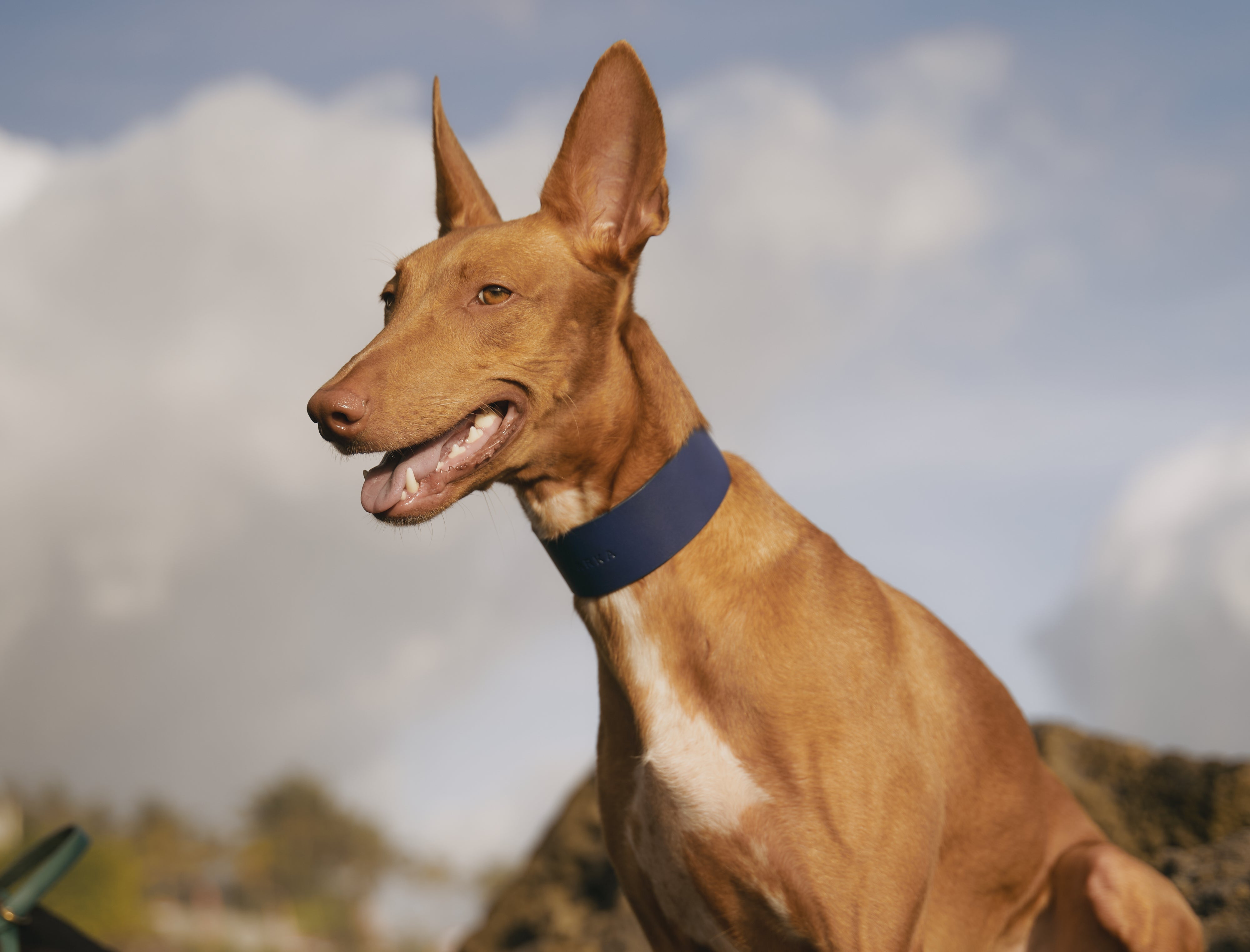 Best and Worst Dog Collars: Complete Safety and Comfort Rankings" – The Lille Björn