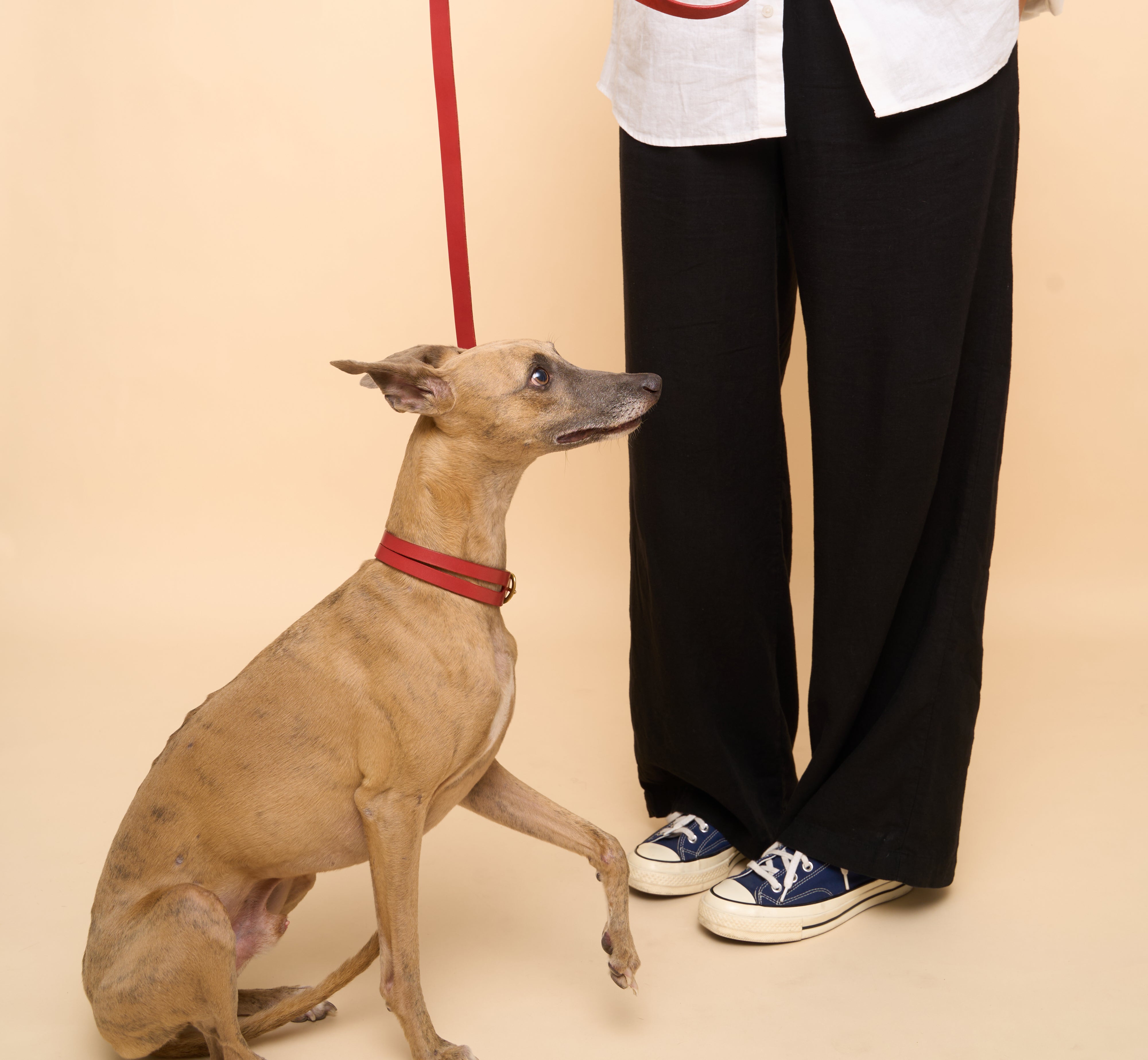 Why You Should Avoid Shock Collars and Train Your Dog Humanely – The ...