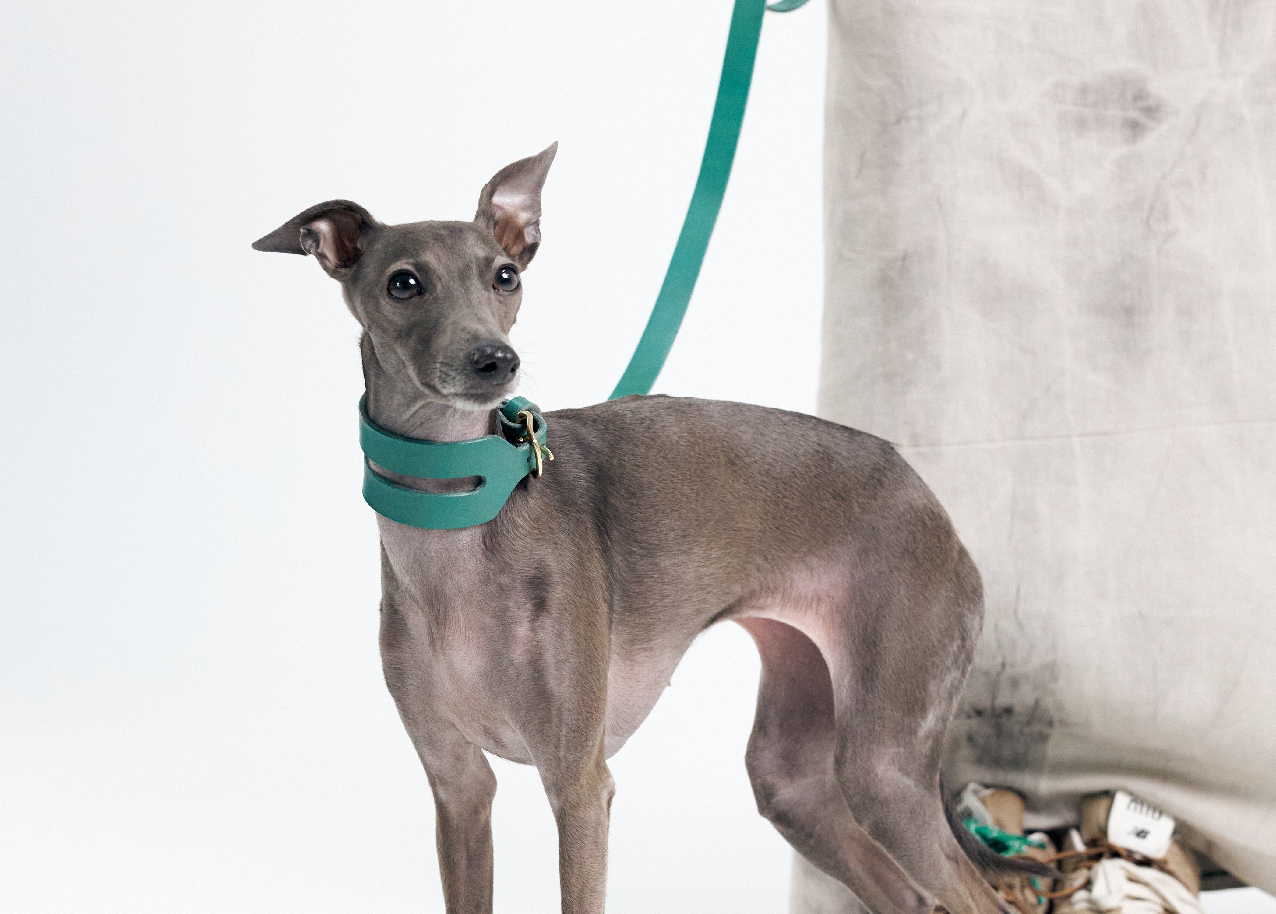 The Best Collars for Long-Necked Breeds Like Whippets and Greyhounds ...