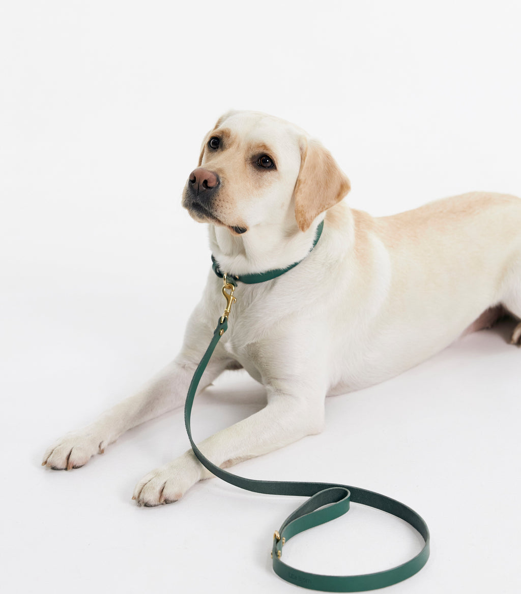 Why Leather Dog Collars Work Year-Round (And How to Care for Them in E ...