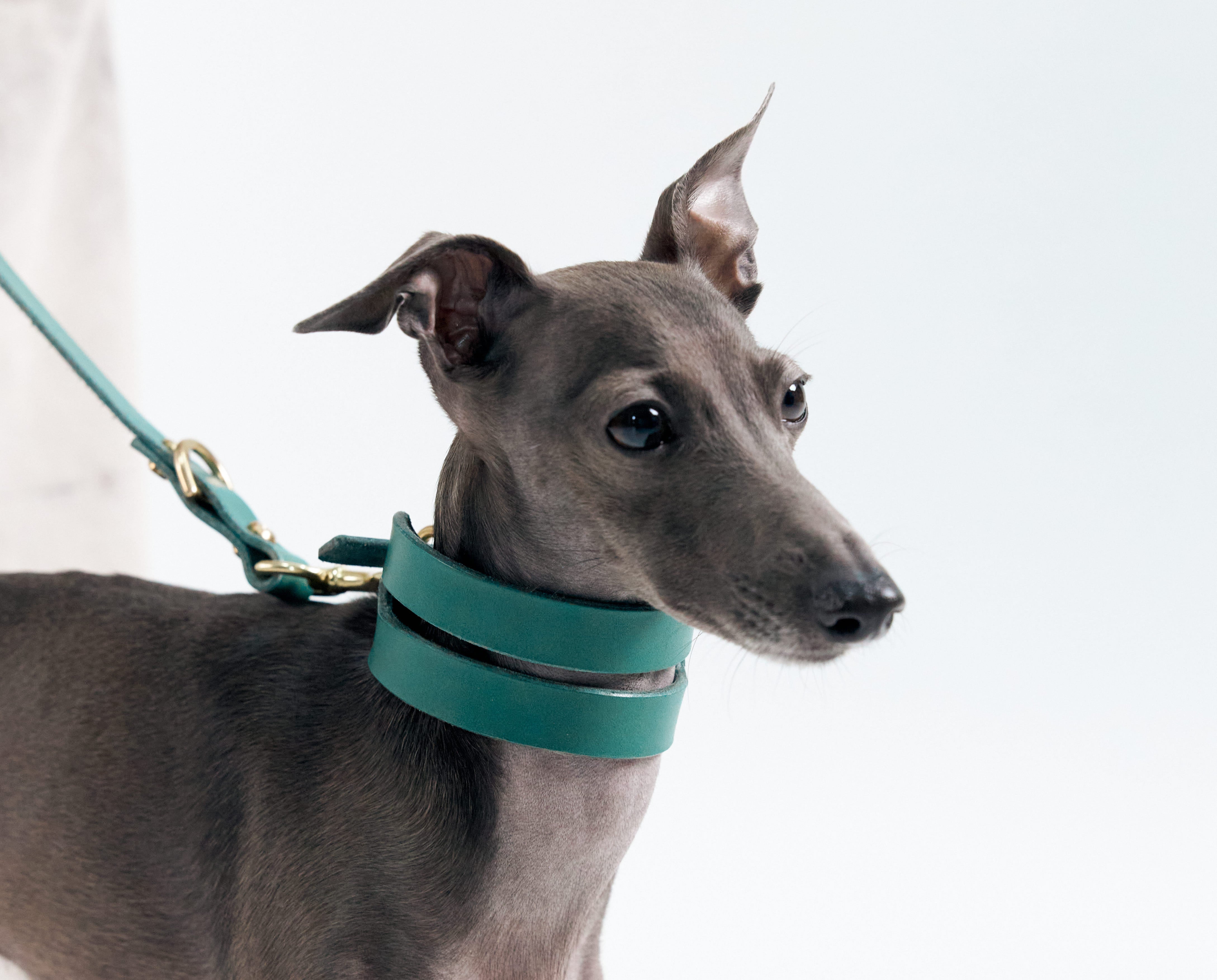 Choosing the Right Dog Collar: Size, Style & Material | The Lille Bjorn ...