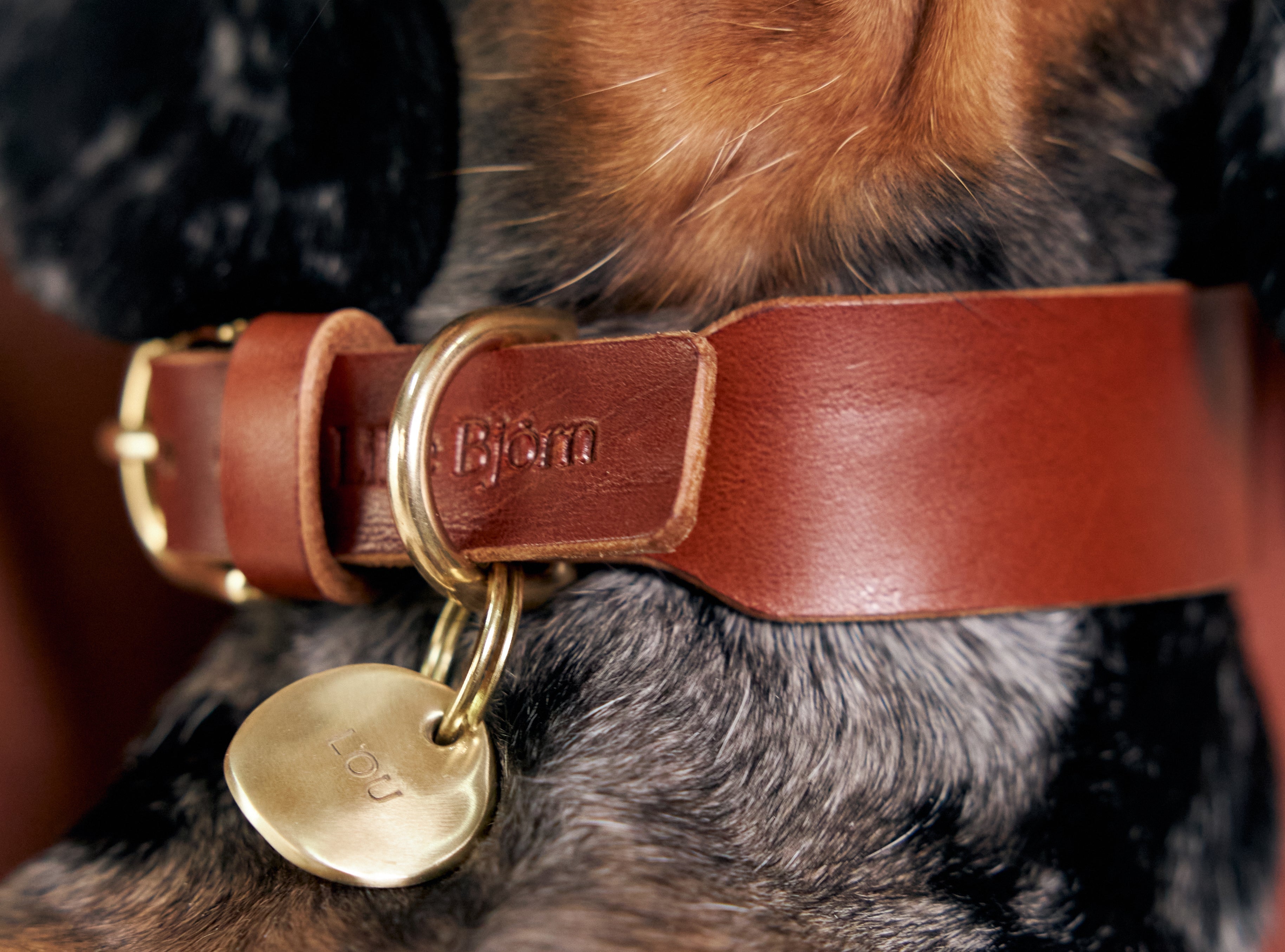 Should Dogs Sleep With Collars On? Night Safety and Comfort Guide – The ...