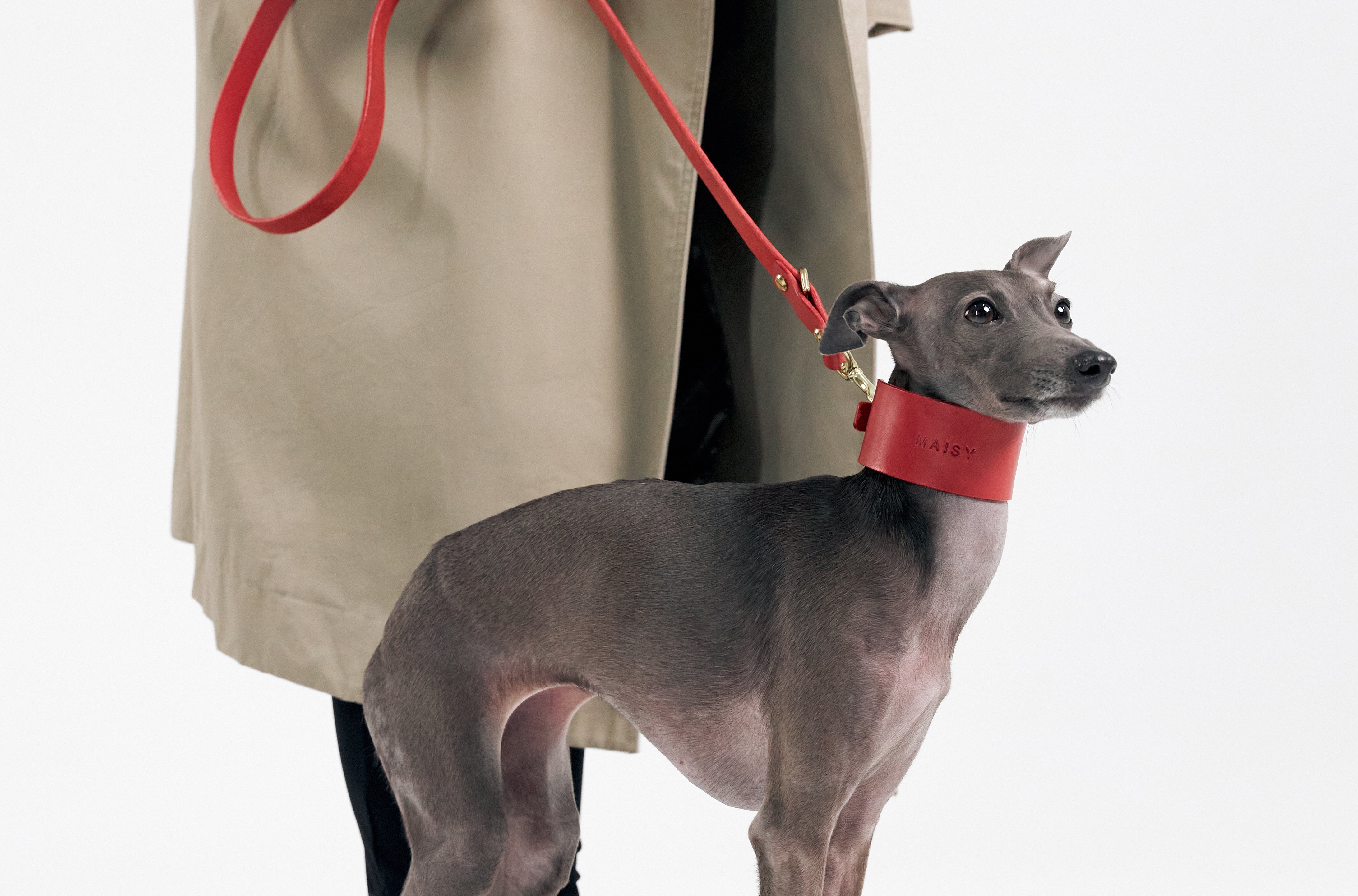Flat vs Rolled Dog Collars: Which Style Is Better for Your Dog? – The ...