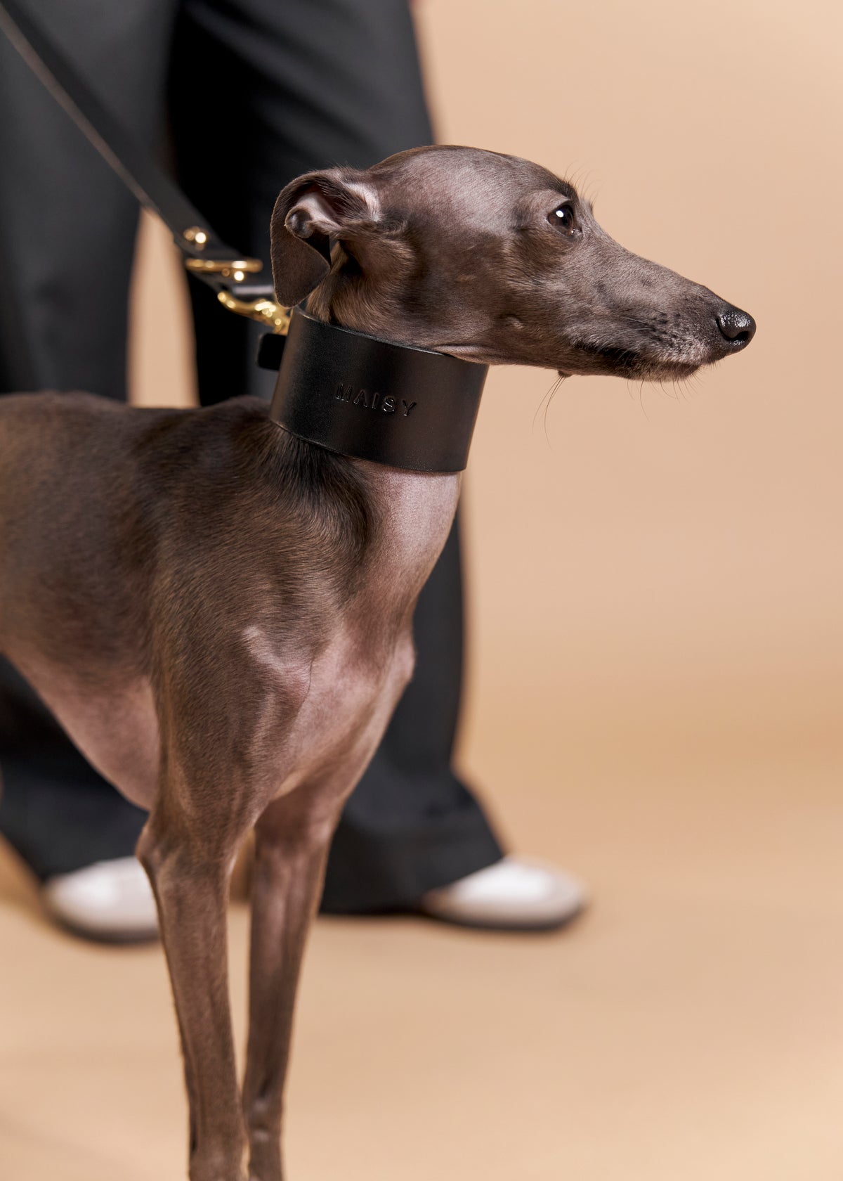 Dog Collar Color Meanings + Best Colors for Every Coat Type – The Lille ...